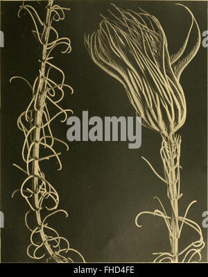 The Stalked Crinoids of the Siboga Expedition (1907), a marine biology ...