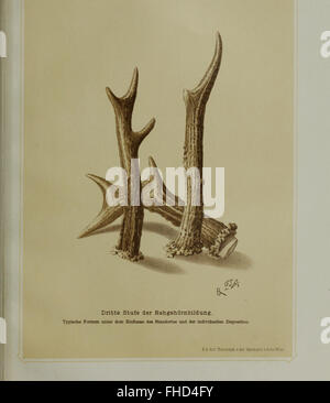 The antler formation of European deer species with special regard to ...