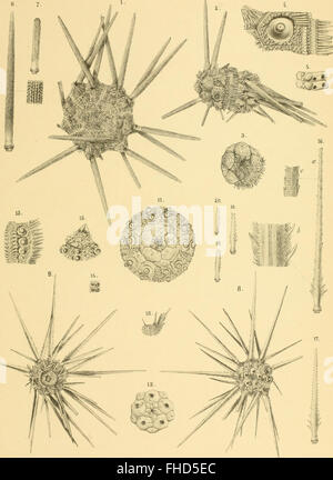 Die Japanischen Seeigel (1887 Stock Photo - Alamy