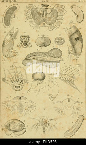 The classes and orders of arthropods - scientifically presented in word ...