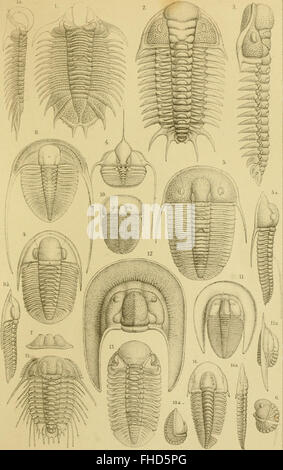 A 1866 German work detailing the classes and orders of arthropods ...