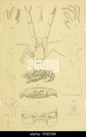 *Die Klassen und Ordnungen der Arthropoden* (1866) offers a scientific ...