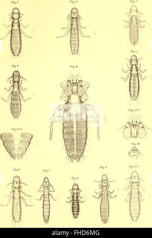 'Die Mallophagen' (1882) is a study on Mallophaga, a type of parasitic ...