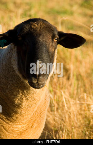 Suffolk sheep ram, Marion County, Oregon Stock Photo - Alamy