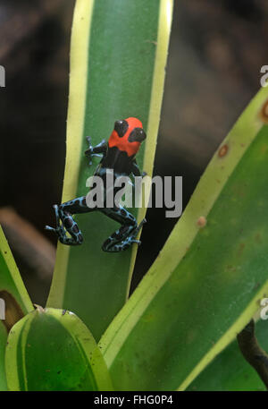 Blessed poison frog / Ranitomeya benedicta Stock Photo - Alamy