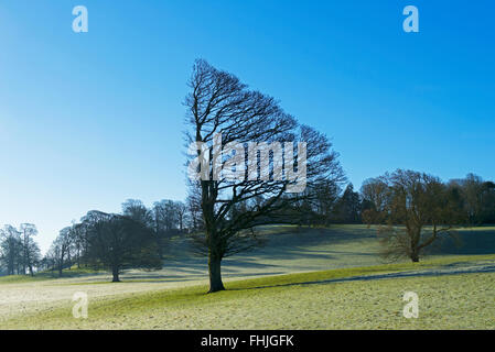 Half a tree in parkland near Ulverston, Cumbria, England UK Stock Photo ...
