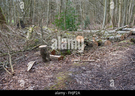 Cleaning up operation of old trees and bushes Stock Photo - Alamy