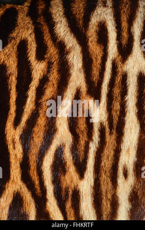 detail of real tiger fur, texture for your design Stock Photo - Alamy