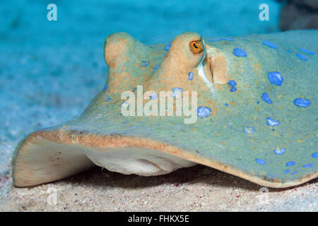Bluespotted ribbontail ray (Taeniura lymma) under small polyp stony ...