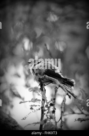 Grey warbler - Gerygone igata - riroriro common small bird from New ...
