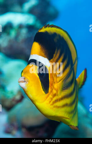 Red Sea racoon butterflyfish (Chaetodon fasciatus) swimming over a ...