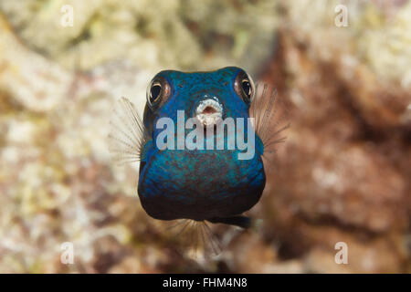 Red sea boxfish (Ostracion cyanurus) also known as Bluetail boxfish or ...