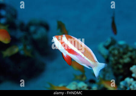 Male striped or Red Sea anthias, Pseudanthias taeniatus, Gulf of Aqaba,Red Sea, Jordan Stock ...