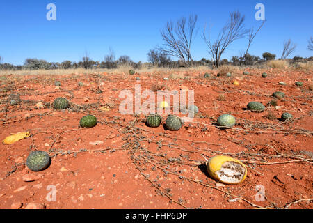 Paddy Melons (Cucumis myriocarpus), Northern Territory, Australia Stock ...
