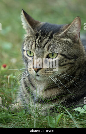 Cat outdoors. Beautiful cat Stock Photo - Alamy