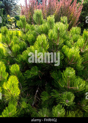 Lush green pine tree growing in the sunny meadow Stock Photo - Alamy
