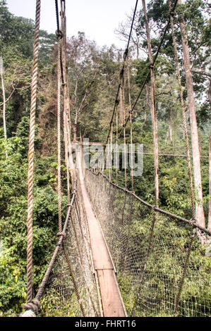 The hanging bridges for the canopy walk in Kakum national park, near ...