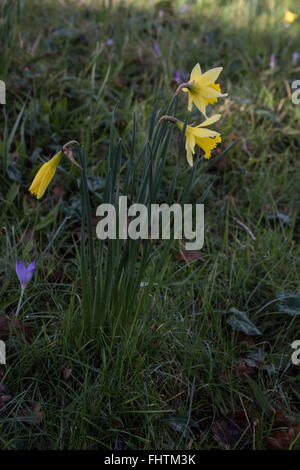 Narcissus obvallaris (Tenby Daffodil Stock Photo - Alamy