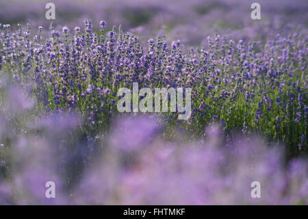 beautiful bushes of lavender field Stock Photo - Alamy