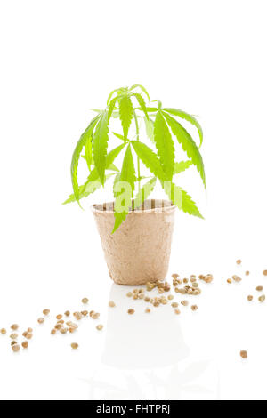 Cannabis plant leaf with hemp seeds isolated on white background Stock ...