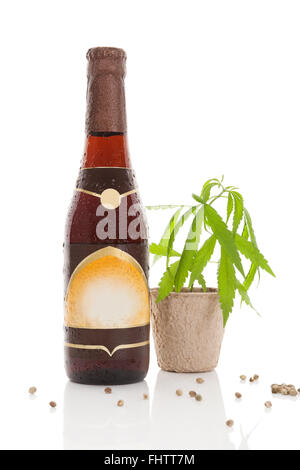 Hemp beer with cannabis plant isolated on white background. Cannabis ...
