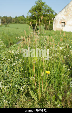 Alopecurus pratensis meadow foxtail grass flowering releasing pollen ...