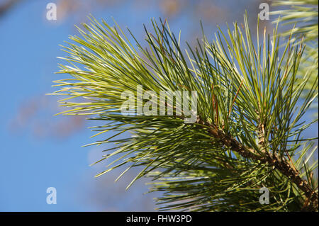 Pinus cembra, Swiss pine Stock Photo - Alamy