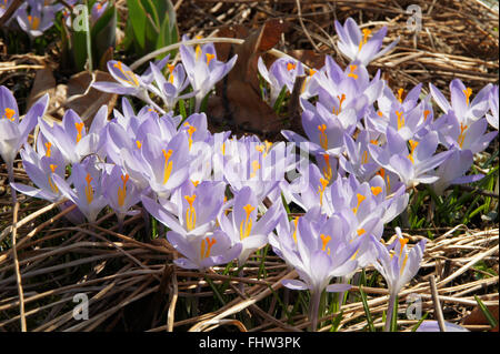 Woodland crocus (Crocus tommasinianus Stock Photo - Alamy