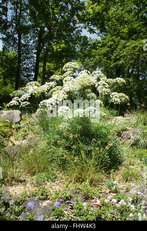 Laserpitium siler, Silphion Stock Photo - Alamy
