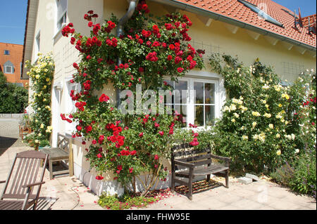 Rosa, Climber rose, Espalier Stock Photo - Alamy