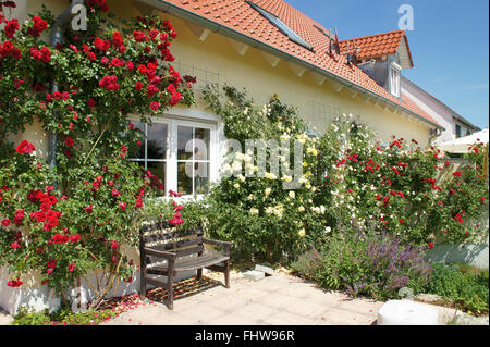 Rosa, Climber rose, Espalier Stock Photo - Alamy