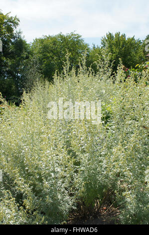 Artemisia absinthium Lambrook Mist, Wormwood Stock Photo - Alamy
