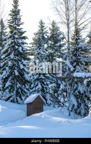 taiga landscape in Sibirea in the winter,a taiga,a landscape,the nature,a fir-tree,the wood ...