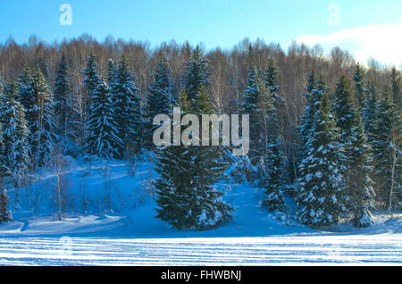 taiga landscape in Sibirea in the winter,a taiga,a landscape,the nature,a fir-tree,the wood ...