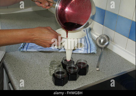 Juneberry, Serviceberry (Amelanchier ovalis), flowering tree Stock ...