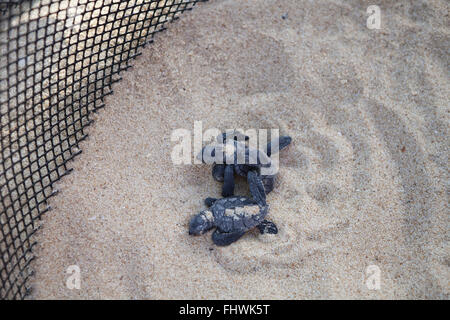 Birth of loggerhead Tamar Project, Open Museum of the Marine Turtle ...