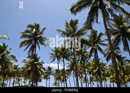Coconut tree on the beach, Muro Alto, Porto de Galinhas - Pernambuco ...