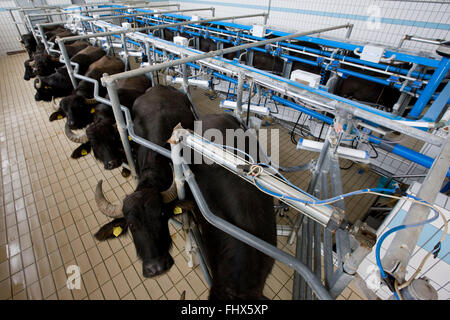 Italy: buffalo breeding Stock Photo - Alamy