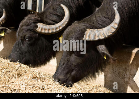 Italy: buffalo breeding Stock Photo: 29670984 - Alamy