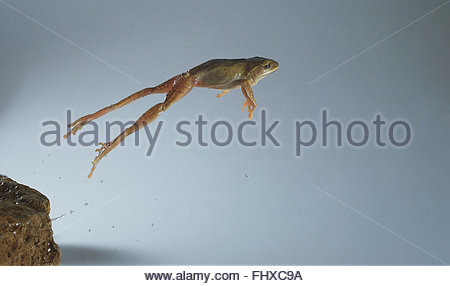 Common frog (Rana temporaria) leaping into a pond, controlled Stock ...