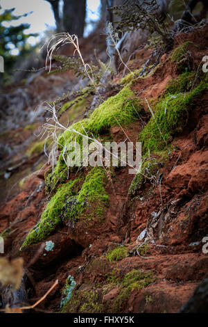 Stone cliff overgrown with moss and plants. Natural stone background ...