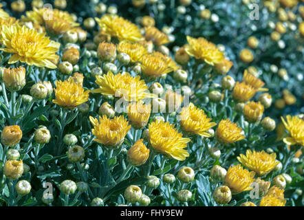 A beautiful view of various colorful flowers Stock Photo - Alamy
