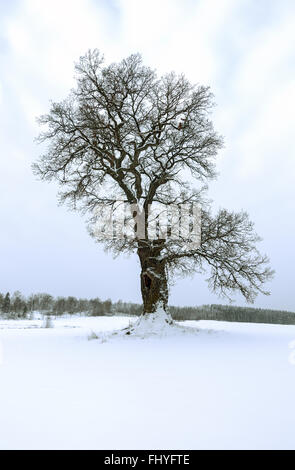 The autumn branch of the acorn tree is covered with snow Stock Photo ...
