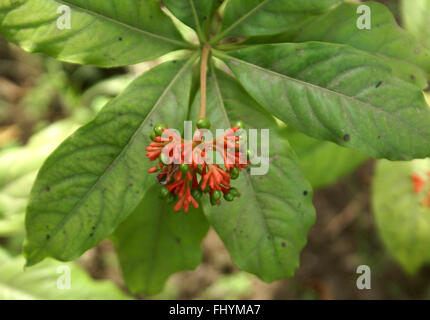 Medicinal plant ; Rauvolfia serpentina ; Indian snakeroot ; devil ...