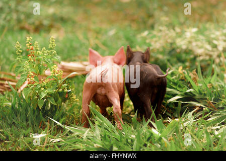 Two piglets, rear view Stock Photo - Alamy