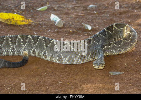 Rattlesnake or cascabel snake Stock Photo - Alamy