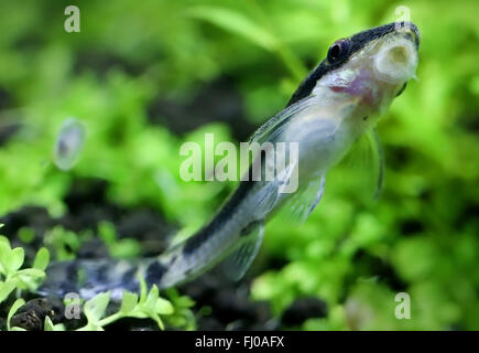 Dwarf Suckermouth (Otocinclus vittatus), Otocinclus Catfish Stock Photo ...