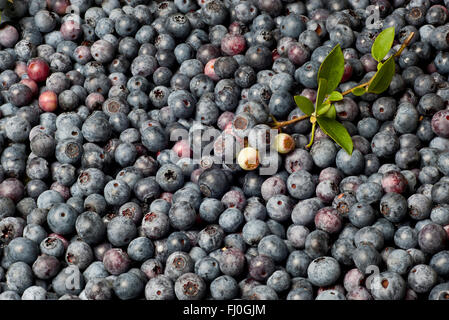 ripe blueberry berries close-up, one of the berries is cut into half ...