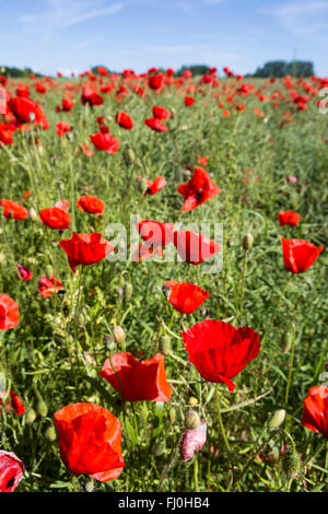 Red poppy wildflower, Sweden in June Stock Photo - Alamy