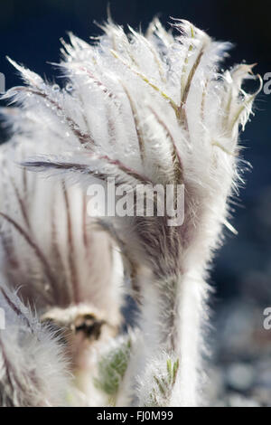 Stems and flowers of Alpine pasque flower (Pulsatilla alpina ...